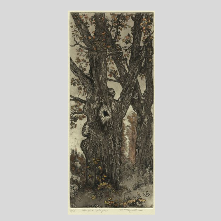 Sheryl Steiger-Young Ancient Maples | Gallery in the Woods